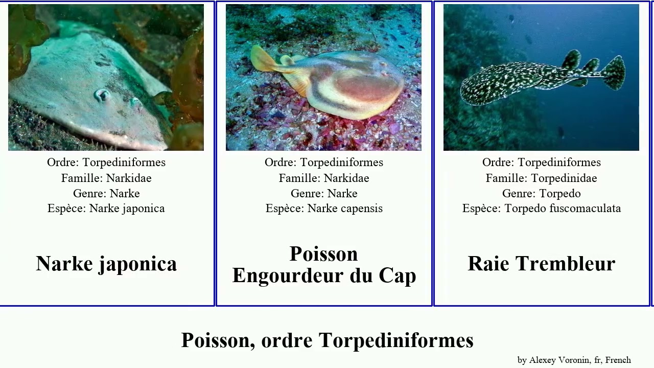 Poisson, ordre Torpediniformes torpedo fish electric ray japonica ...