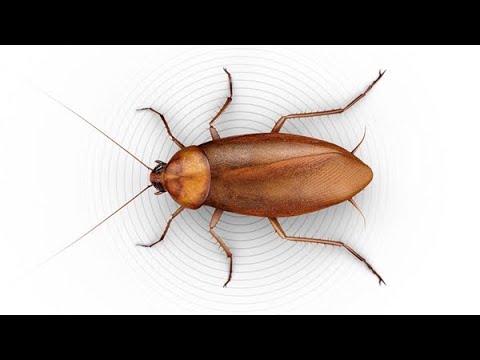 roach edit bc why not - YouTube