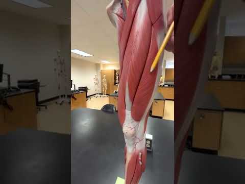 Anatomy & Physiology Lab: Hip & Upper Leg muscles - YouTube