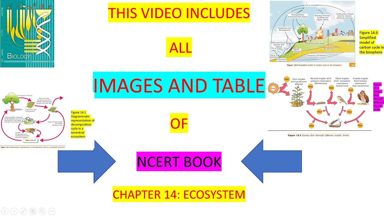 class 12 biology chapter 14 | ECOSYSTEM | NCERT all images and table ...