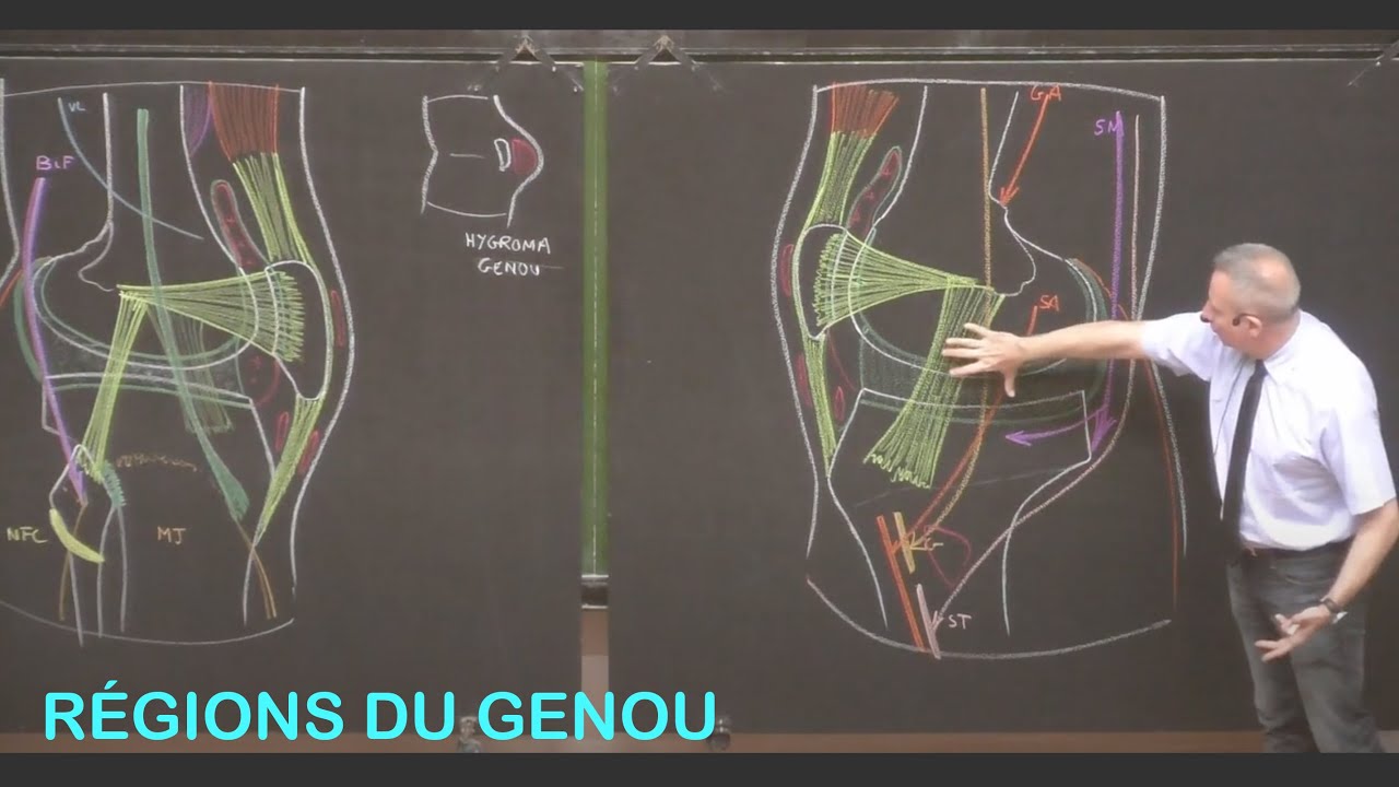 Anatomie de la fosse poplitée et des régions du genou (Membre inférieur ...