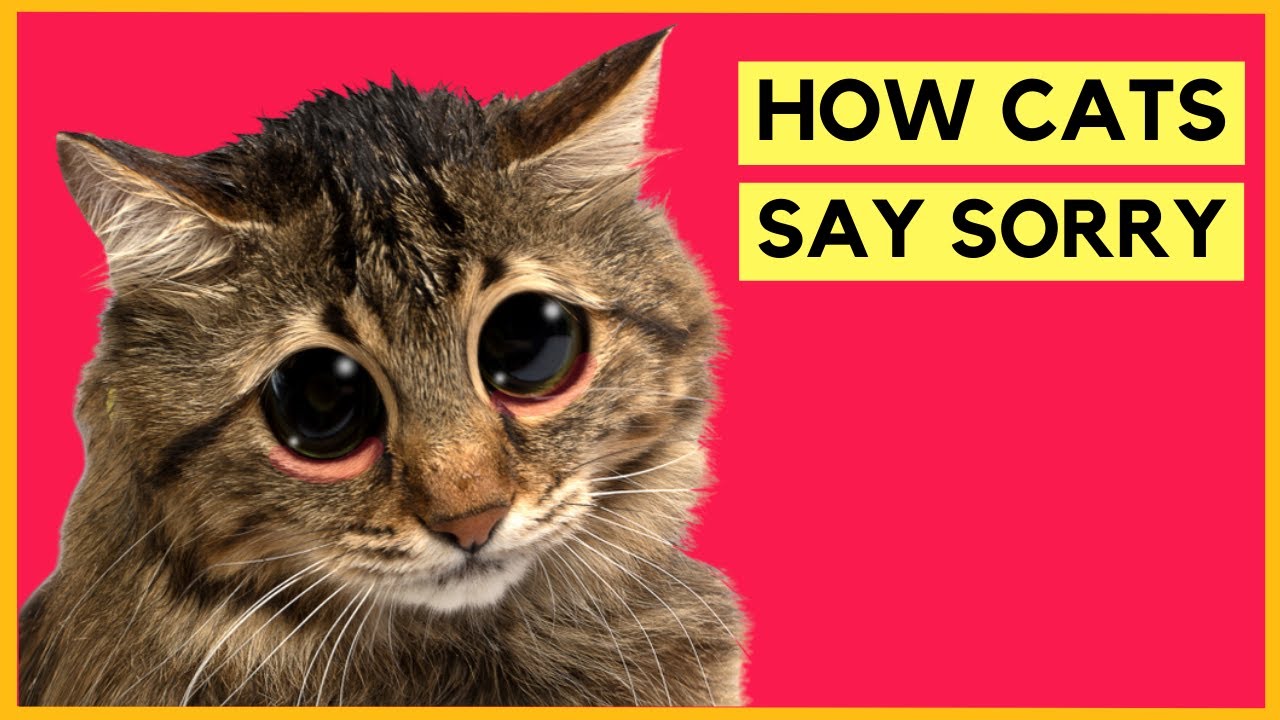 How Cats Apologize to Their Humans - YouTube