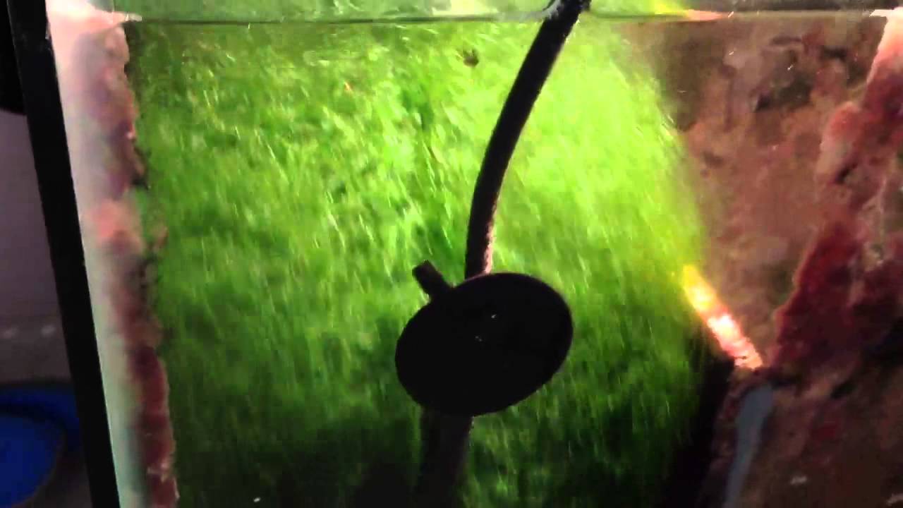 Tumbling chaeto full - YouTube