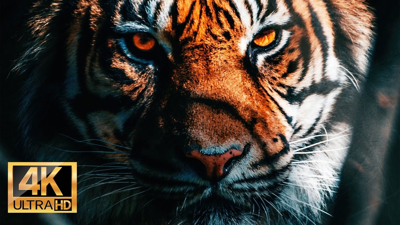 4K Animal Cinematic || Animal Cinematic Video || Cinematic Video 4K ...