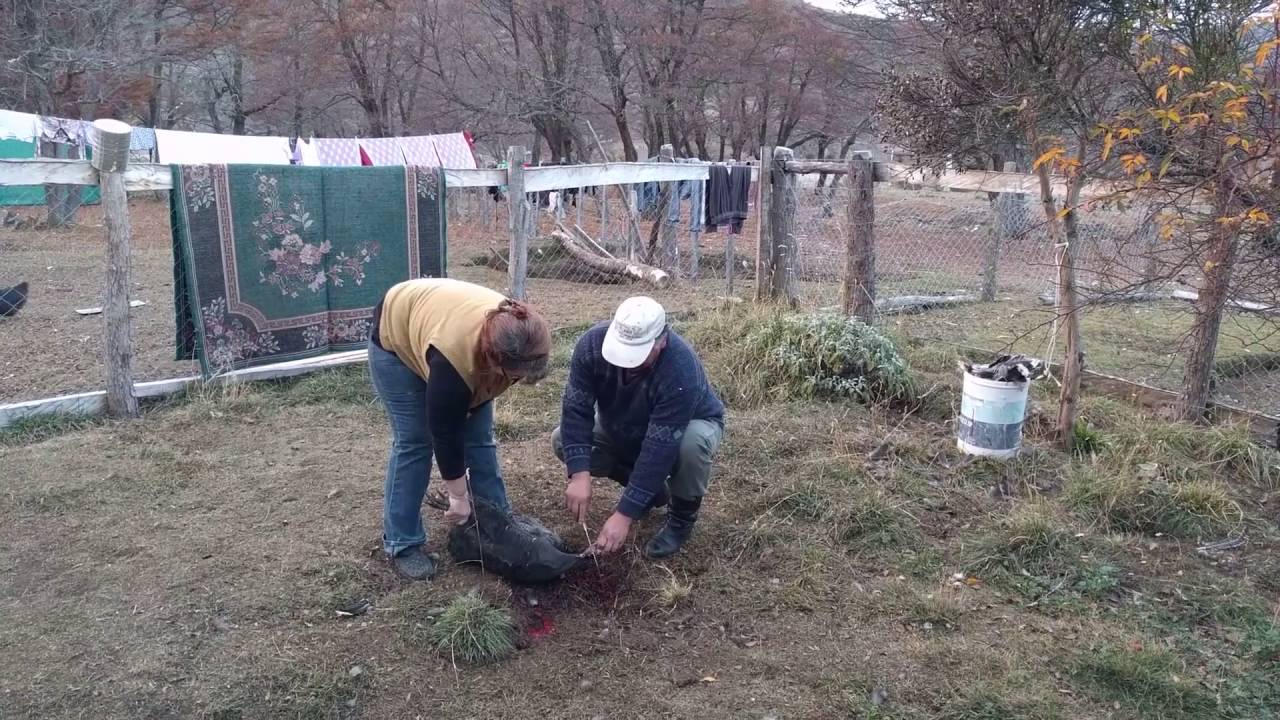 Turkey Slaughter - YouTube