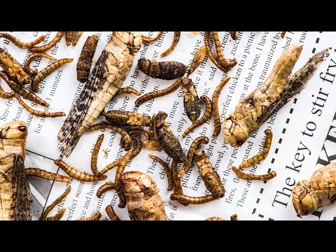 What Insects Live In China