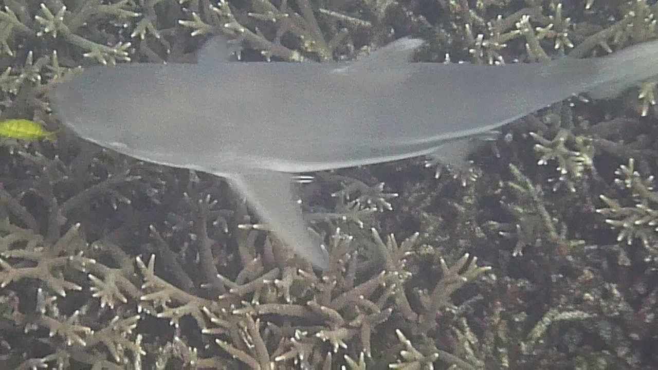 Large shark, chasing small fish at Redang Island Malaysia May 2017 ...