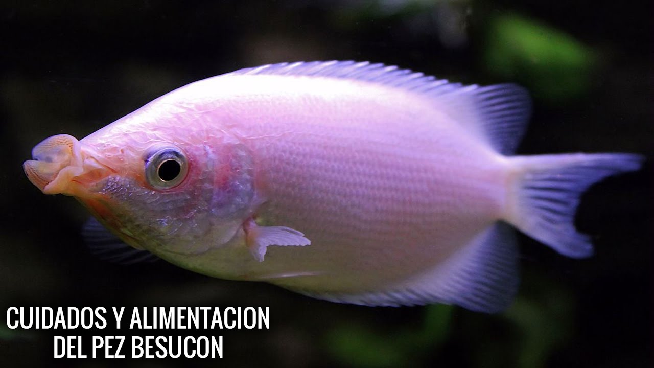 EL PEZ BESUCON | CUIDADOS Y ALIMENTACION DEL PEZ BESUCON | AcuariosLP ...