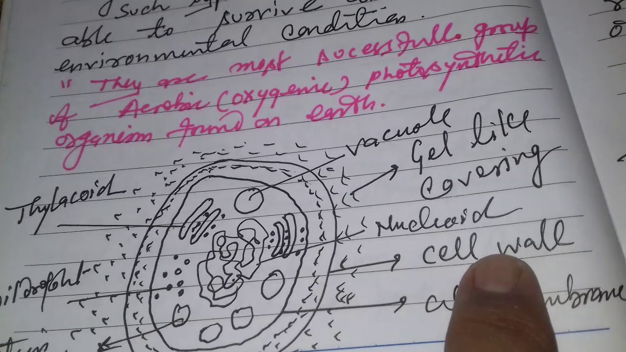 Monera (blue green algae) Kingdom monera - YouTube