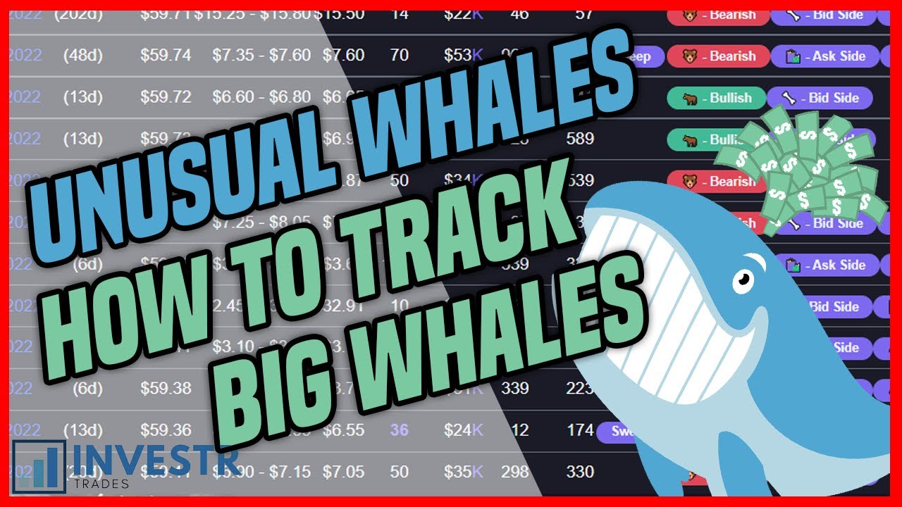 HOW TO USE UNUSUAL WHALES TO TRACK BIG OPTION TRADES! ARE THEY STILL IN ...