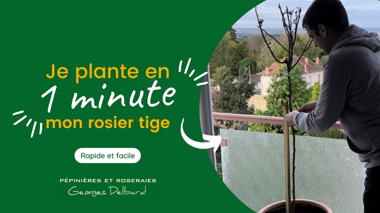 Planter son rosier tige en pot (terrasse, balcon, etc) - YouTube