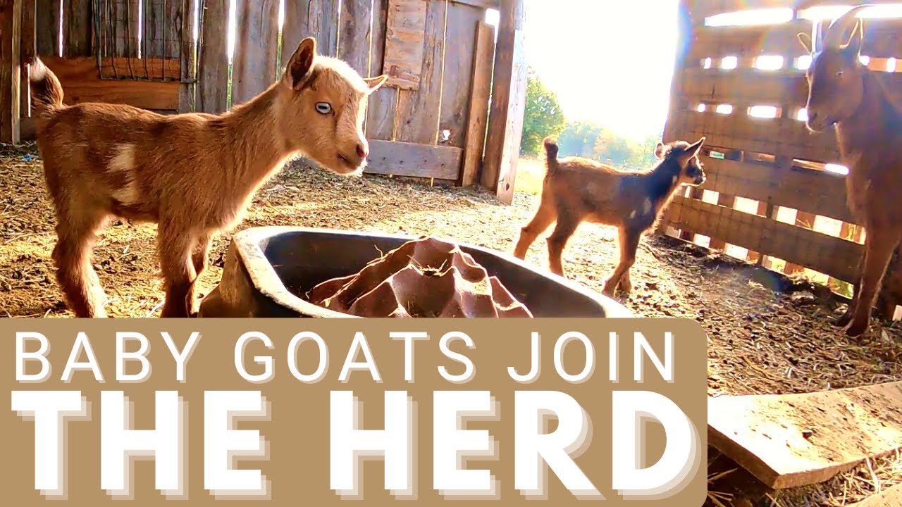 Fall Goat Herd Update with Baby Goat Fun! | Breeding, Babies and Browse ...