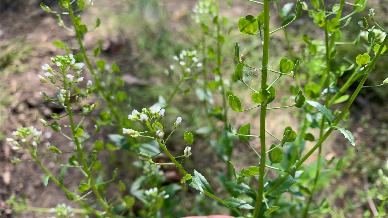 Wild Edible & Medicinal Shepherds Purse Plant - YouTube