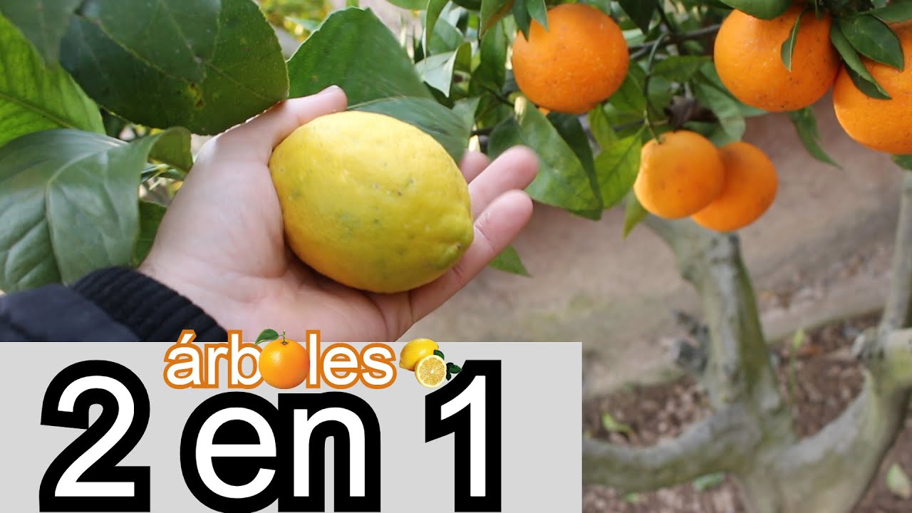 INJERTO de LIMONERO en NARANJO y viceversa || 2 Árboles en 1 || Ahorra ...