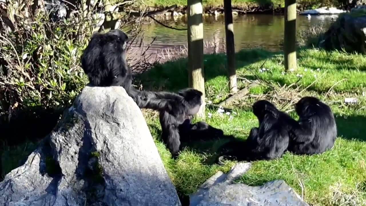 Worlds loudest monkeys ever - YouTube