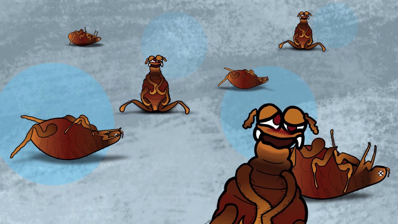 Vlooien bestrijden - Hoe werkt het? - YouTube