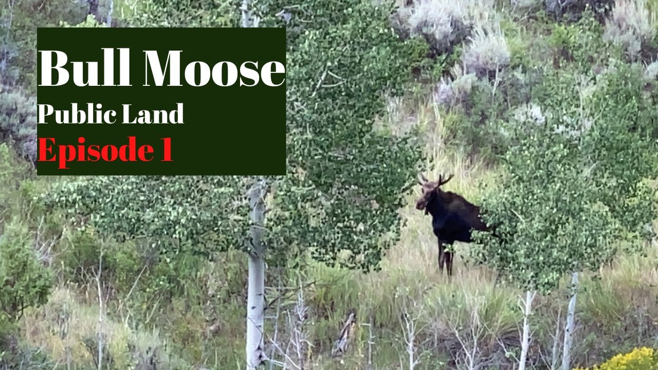 Archery Elk Utah | Bull Moose | OTC Public Land - YouTube