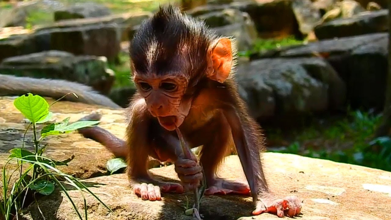 Adorable lovely baby monkey learn to eating.... - YouTube