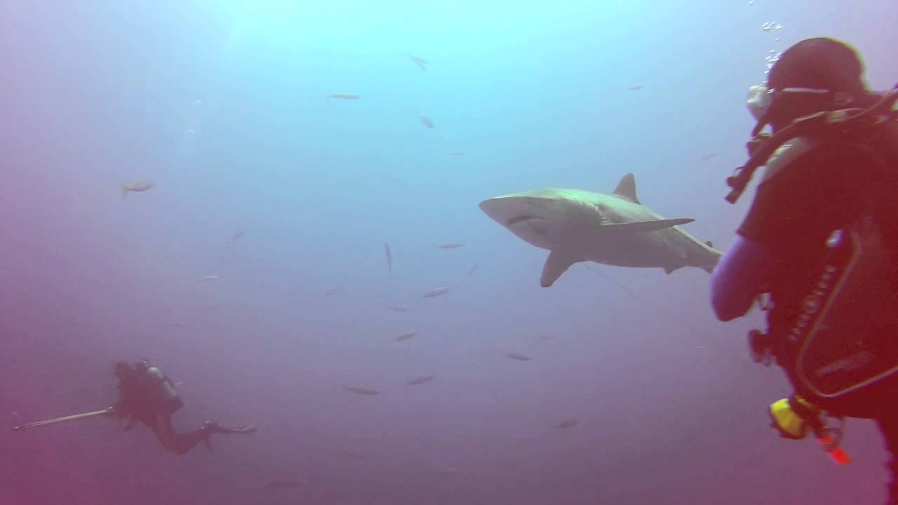 Shark Diving with Emerald Charters in WPB Florida - YouTube