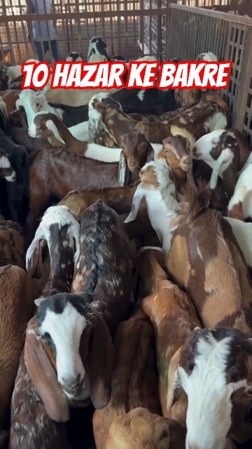 10 Hazar Ke Bakre Ghazipur Bakra Mandi 2025 - YouTube
