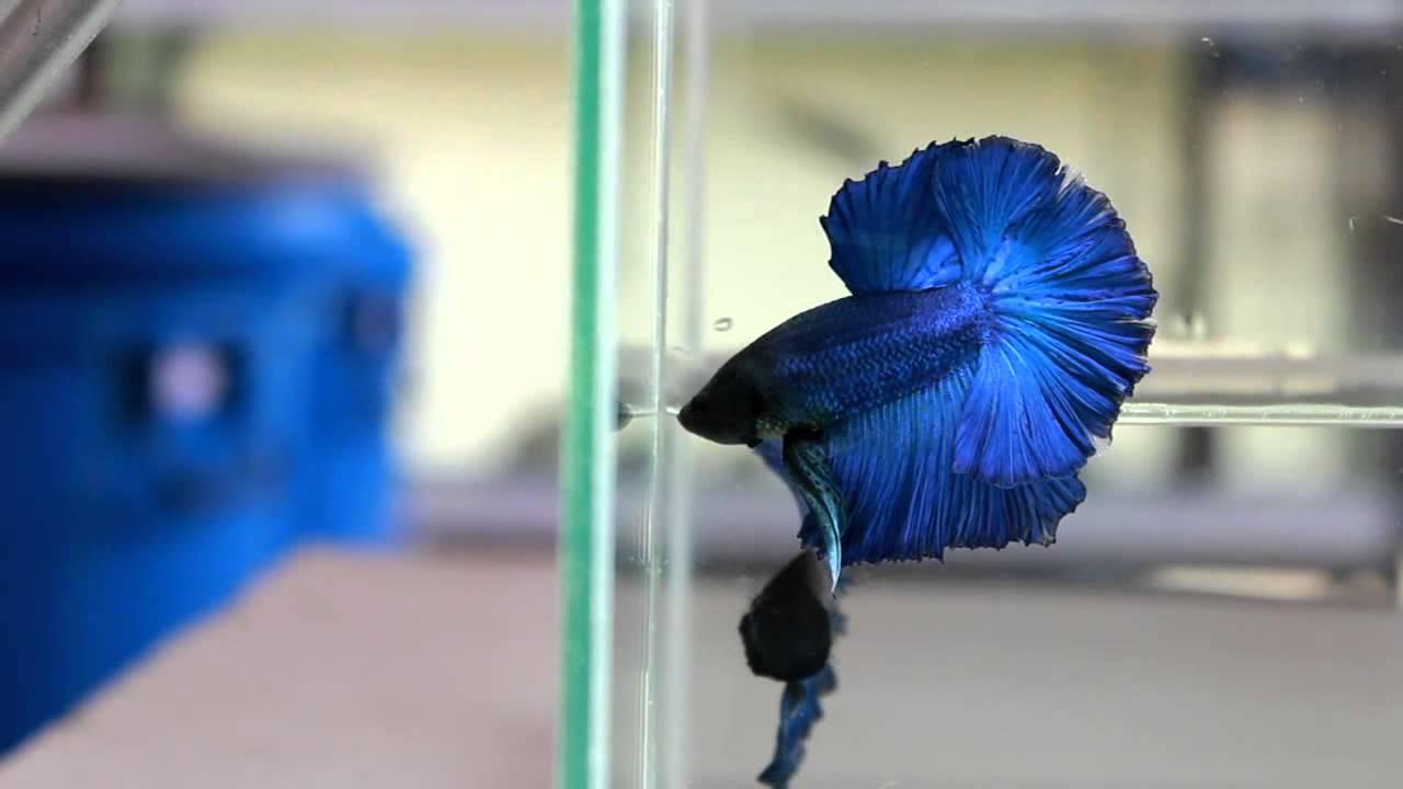 Betta Splendens : (0213-99) Turquoise Halfmoon Singletail Male - YouTube