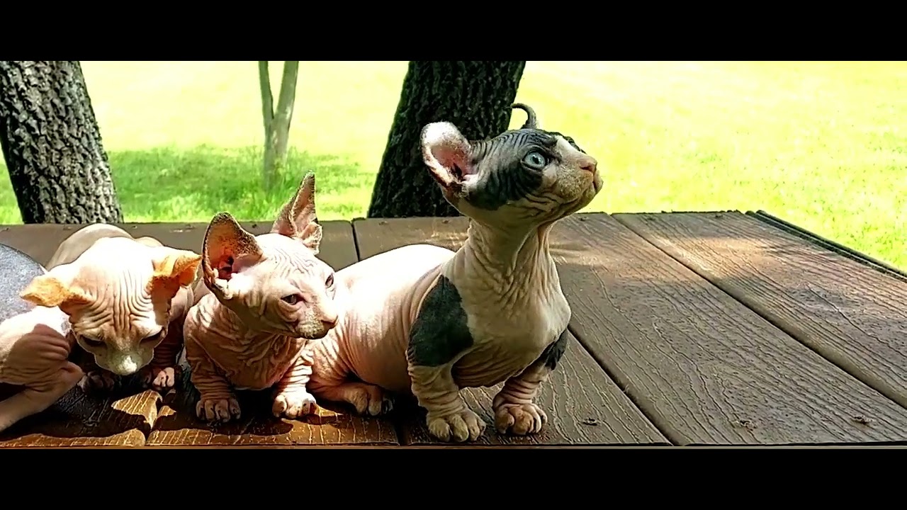 Hairless Bambino Dwelf Elf & Sphynx Kittens - YouTube