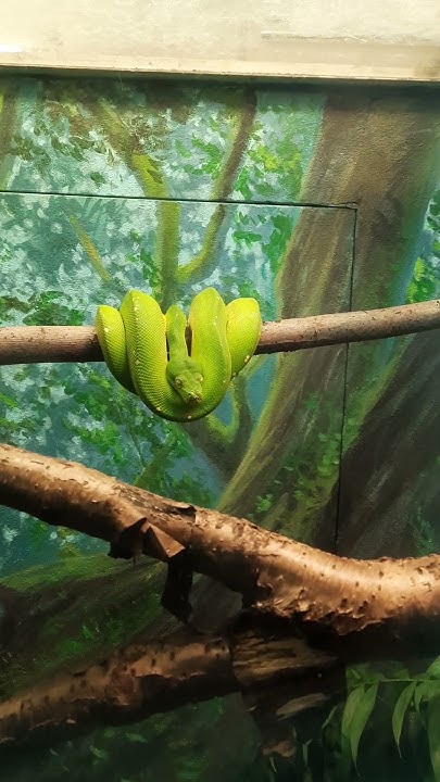 Green Tree Python | Toronto Zoo - YouTube