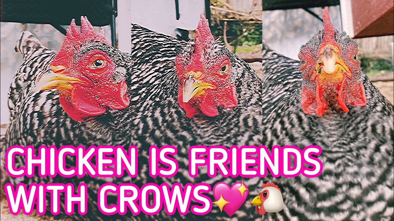 Chicken Chatting With Crows [Cute!🥰] - YouTube