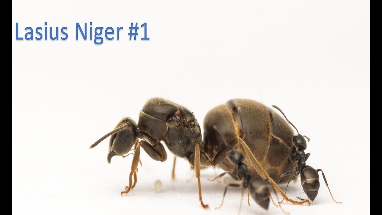 Moving and Feeding Lasius Niger Colony - Lasius Niger #1 - YouTube