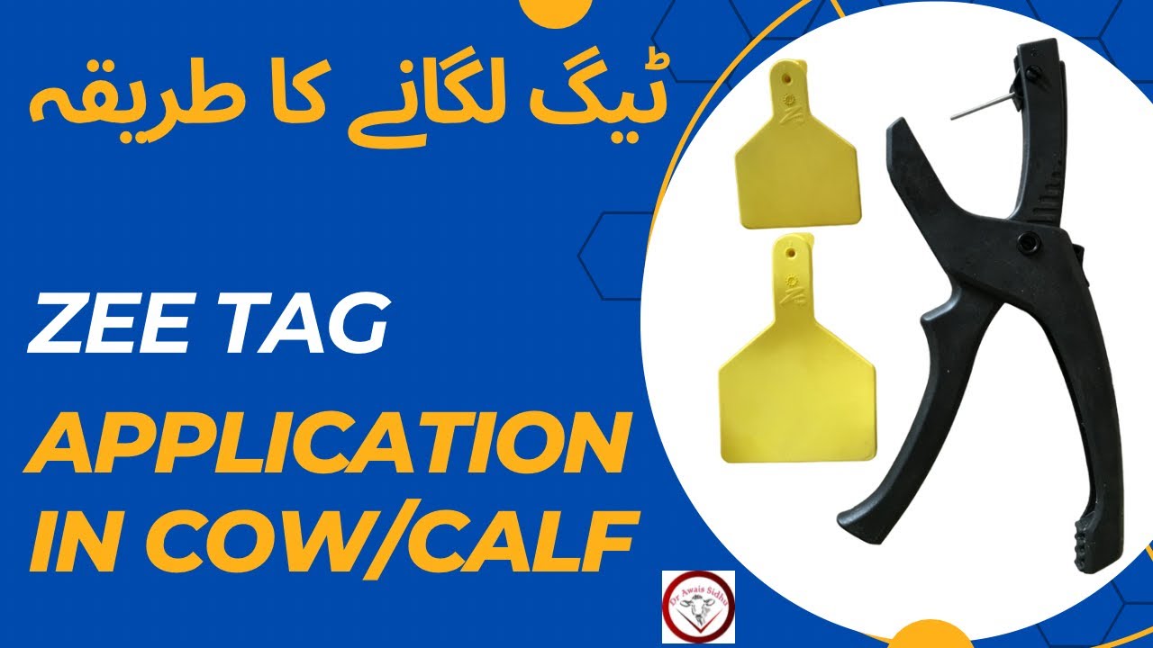 Zee tag application in cow | How to Apply Ear Tags in Cattle - YouTube