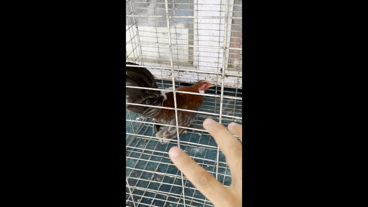 ¿Cuanto por el pollo chiquito? - YouTube