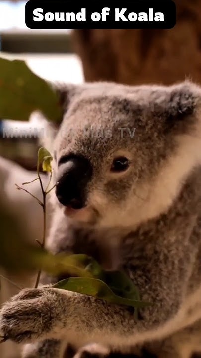 Cute Koala Sound | Real Koala Noise for Kids & Toddlers | MiniMinds ...
