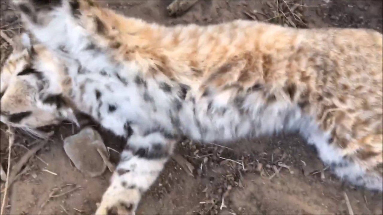 December Highlights- Two Bobcats and Lots Of Fox - YouTube