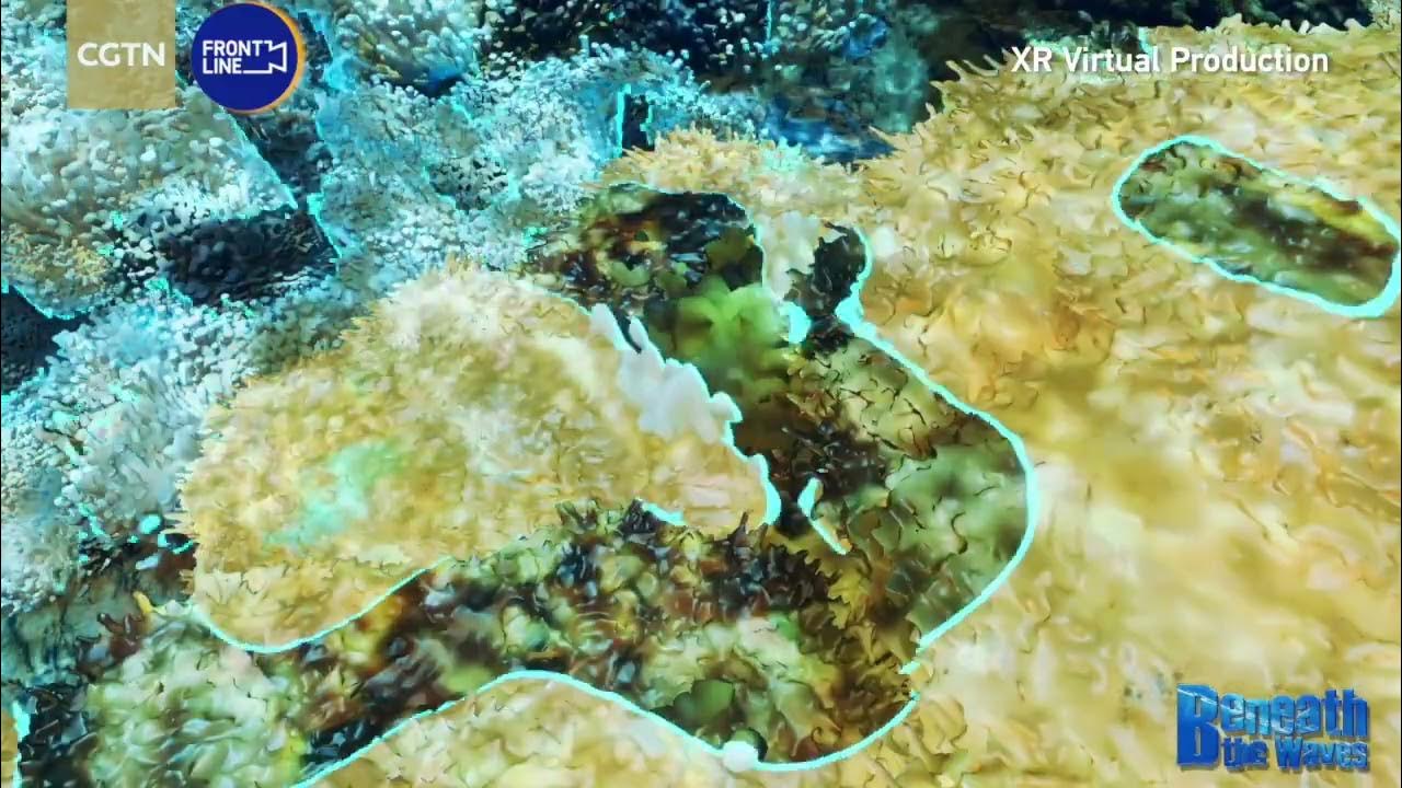 Coral Reefs Whisper – A four-part #XR journey beneath the waves - YouTube