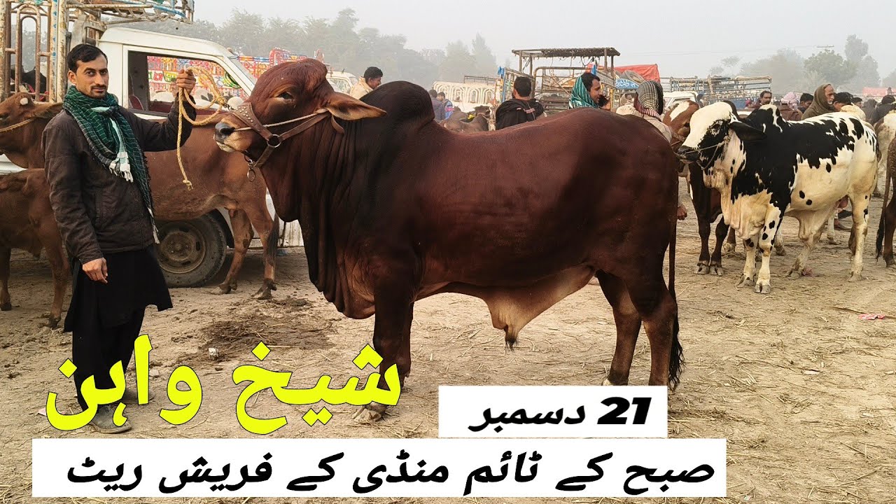 Sheikhwan Mandi Suba k Time Mandi k Rate Ka Jaiza Lay | @MandiBoy8080 ...