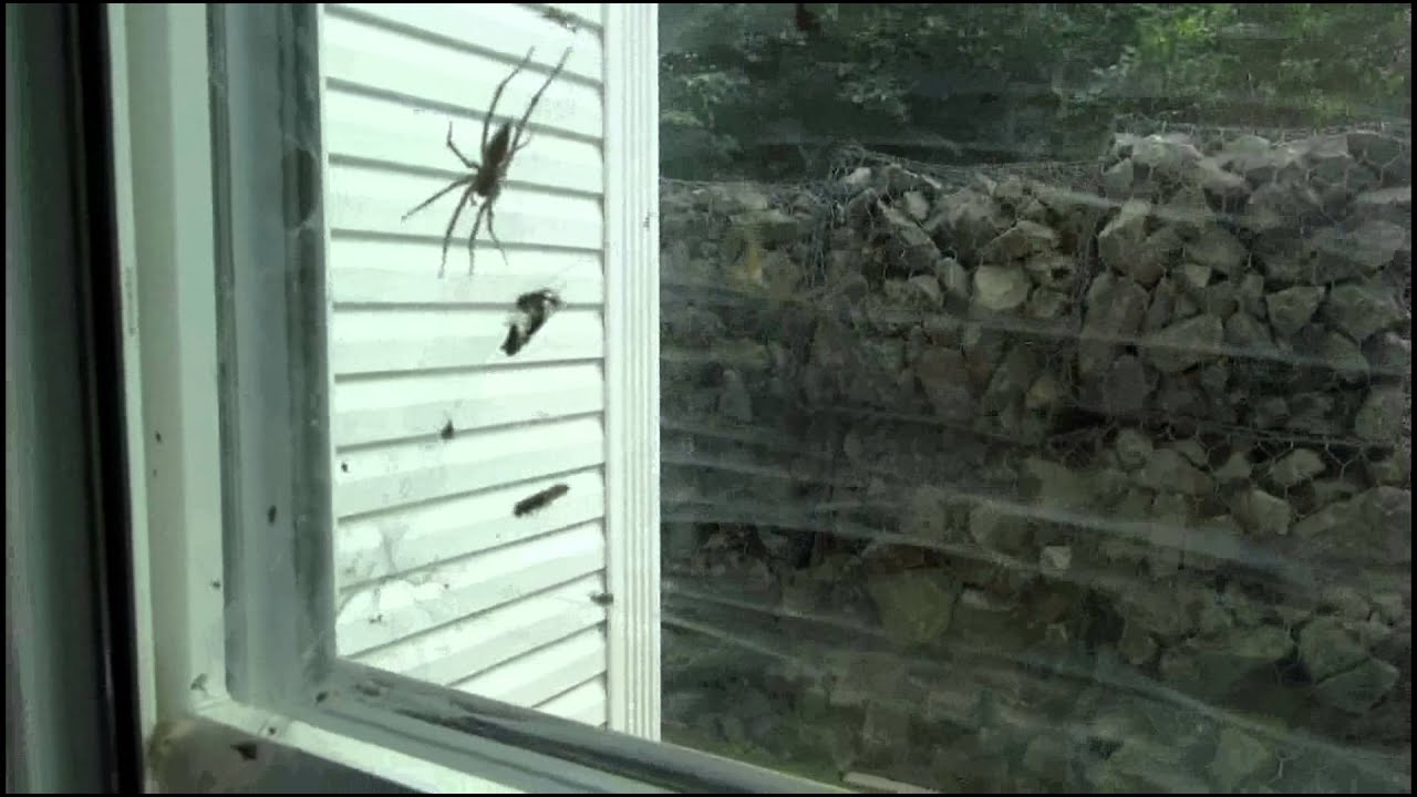 Window Spider Web-2 - YouTube