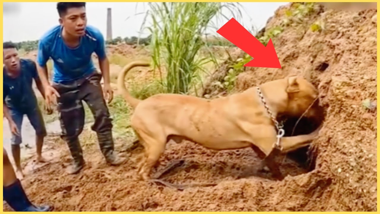 Incredible Discovery: Meet the Terrifying Cave Creature! - YouTube