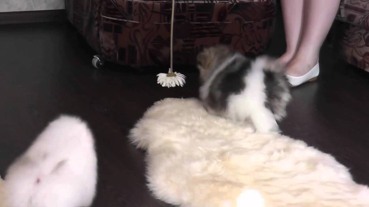 For sale pomeranian parti color - YouTube