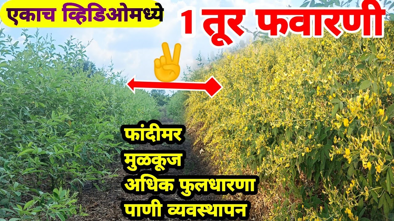 तूर पिक फवारणी व्यवस्थापन | तूर पहिली फवारणी कोणती करावी |tur favarni ...