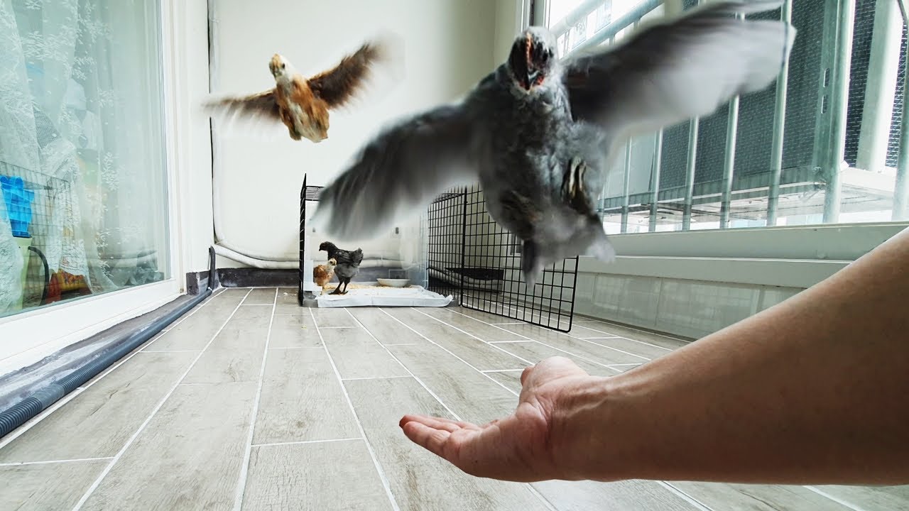 부르면 날아오는 닭 (My pet Chickens come flying when called) - YouTube