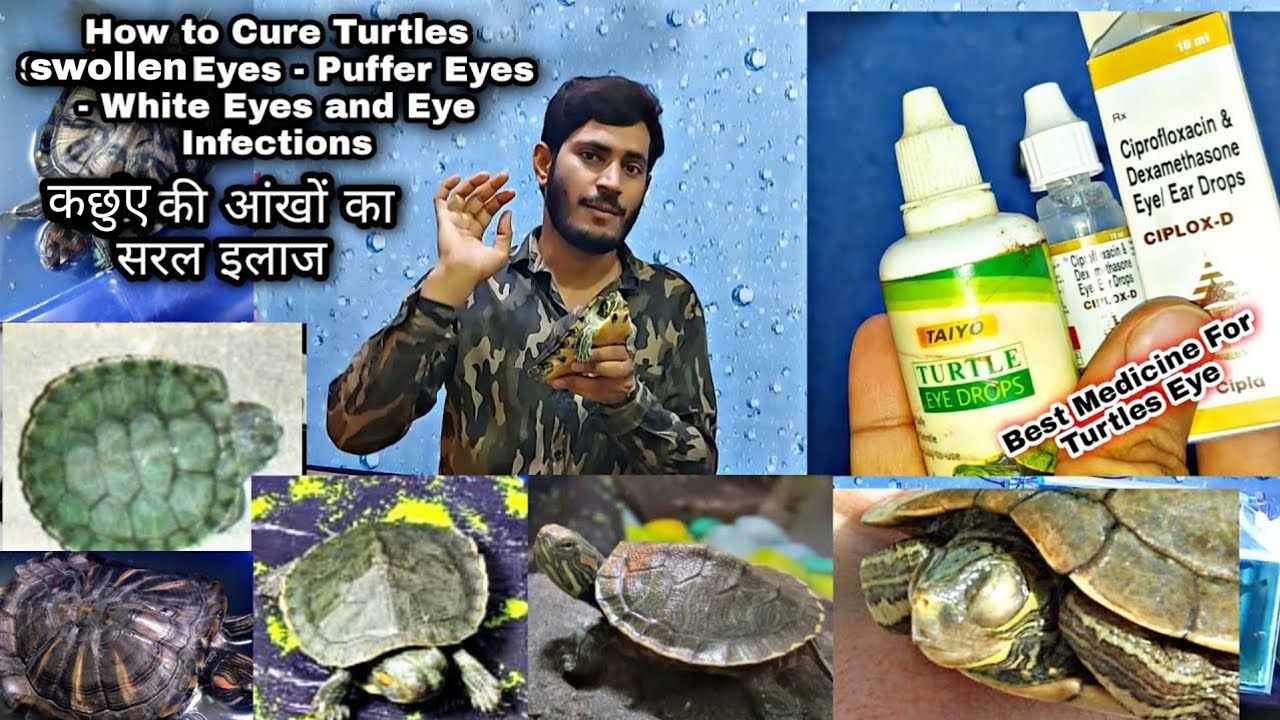 Turtles Eye Treatment - Turtles eye Closed - Which suppliments to use ...