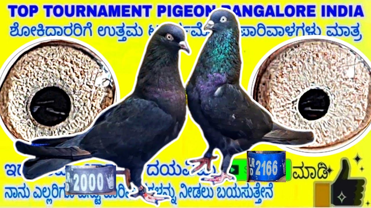 🔥BEST LINE🔥GULDHAR🔥PAIR🔥7000RS - YouTube