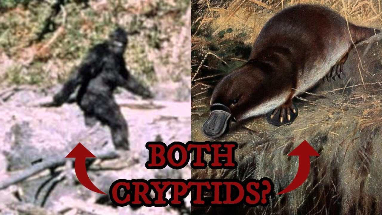 The Truth About Cryptids | Cryptozoology - YouTube