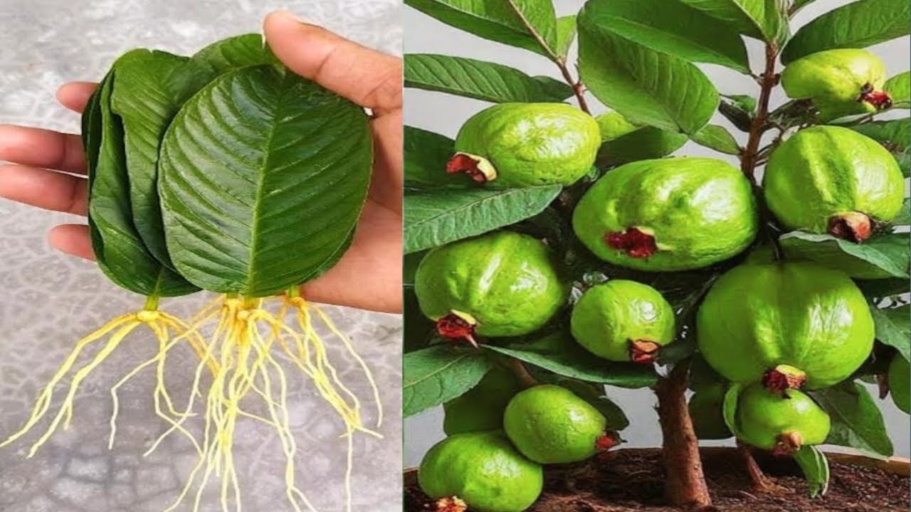 How To Grow Guava Tree From Guava Single Leaves Using Coco-Cola - Coco ...