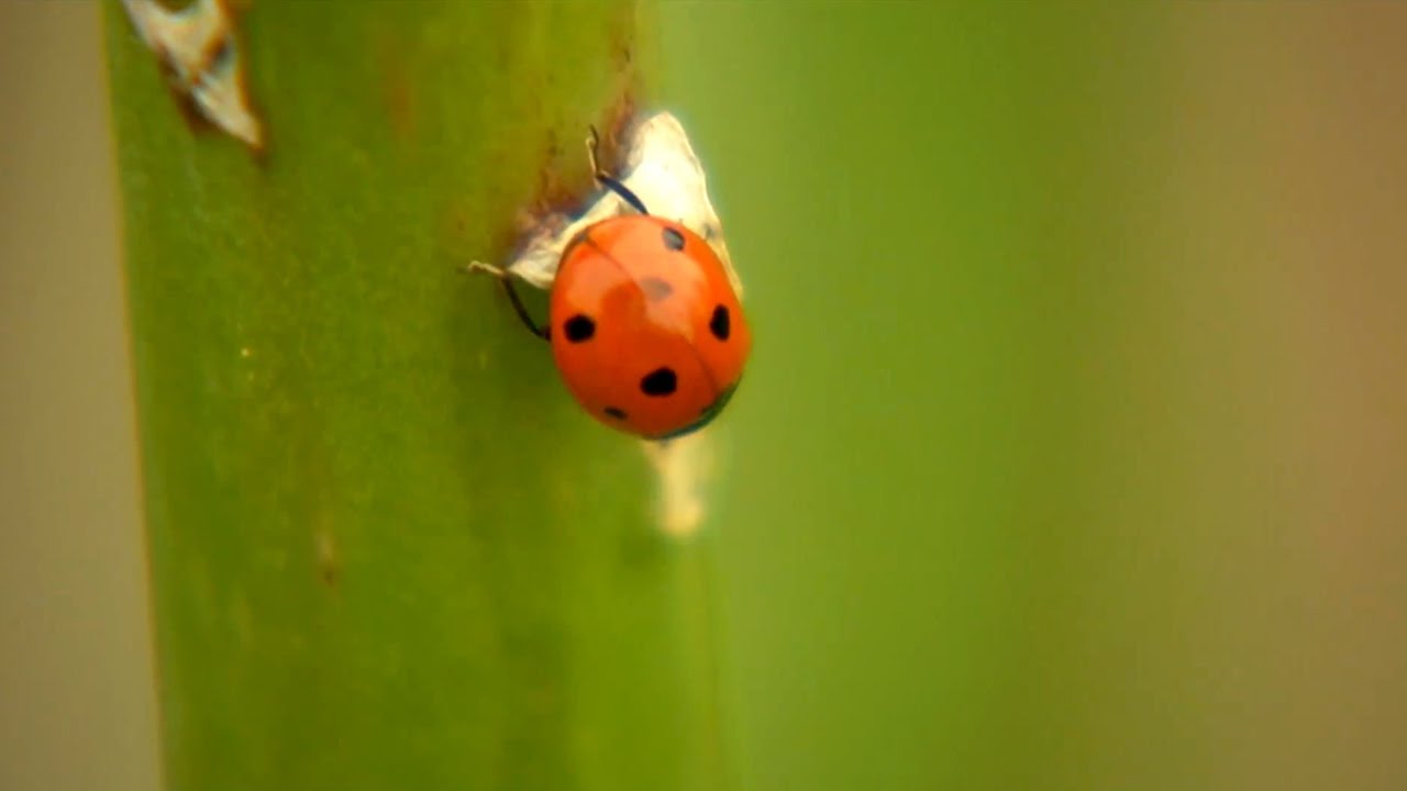 Garden Insectaries | P. Allen Smith Classics - YouTube