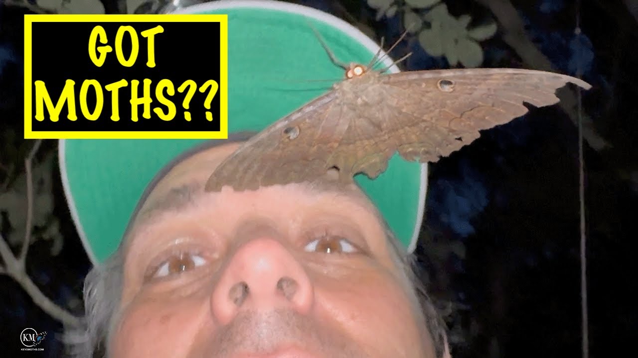 HOW TO ATTRACT MOTHS | FLORIDA KEYS - YouTube