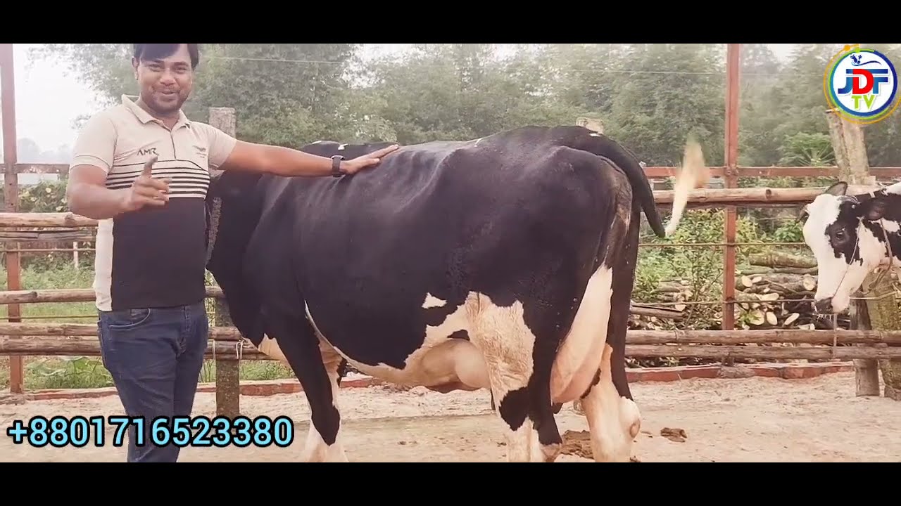 যারা ভালো গাভী ক্রয় করতে ইচ্ছুক, এই ভিডিওটি তাদের জন্য। আমাদের ঠিকানা জান্নাত ডেইরি ফার্ম ...