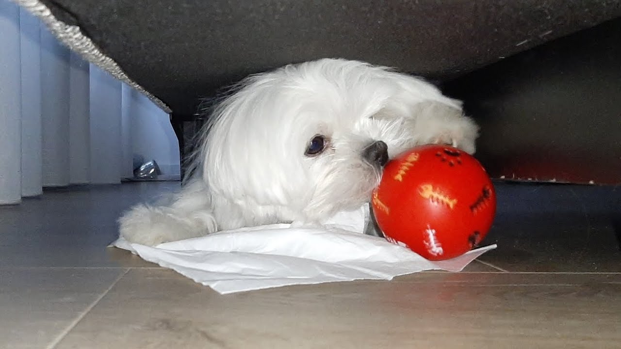Dog playing with bal🥎 - YouTube