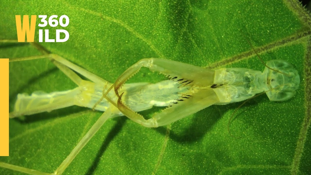 How Praying Mantis VS Shedding Transparent Skin 😲 || Subscribe and ...