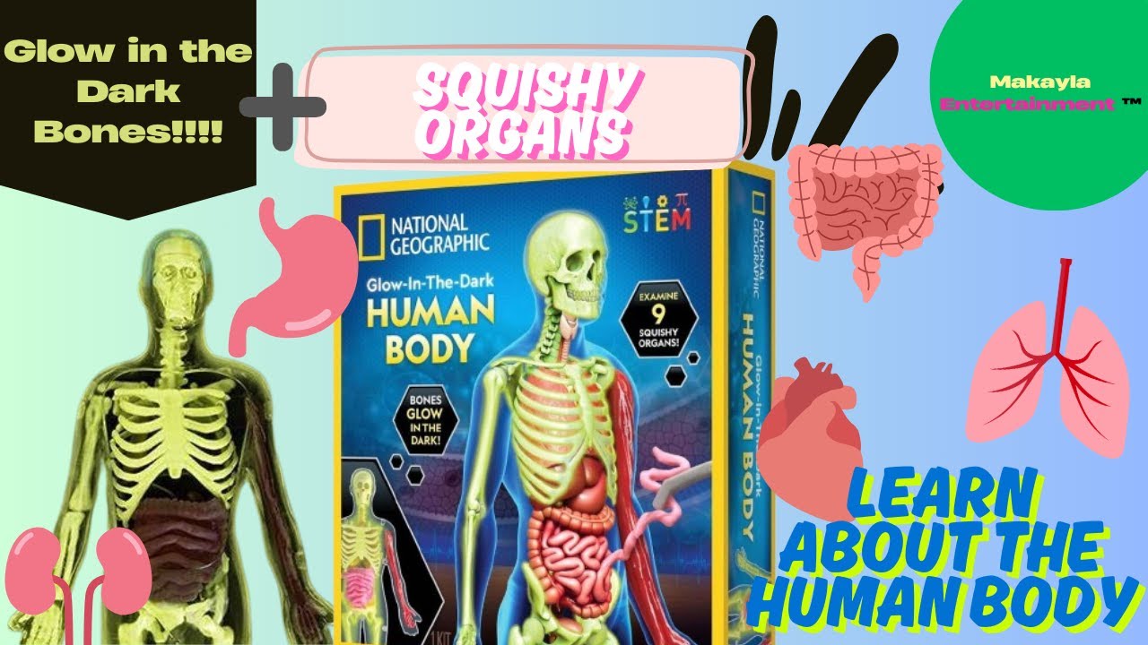 Learn About the Human Body! Ft. Squishy Organs and Glow in the Dark ...